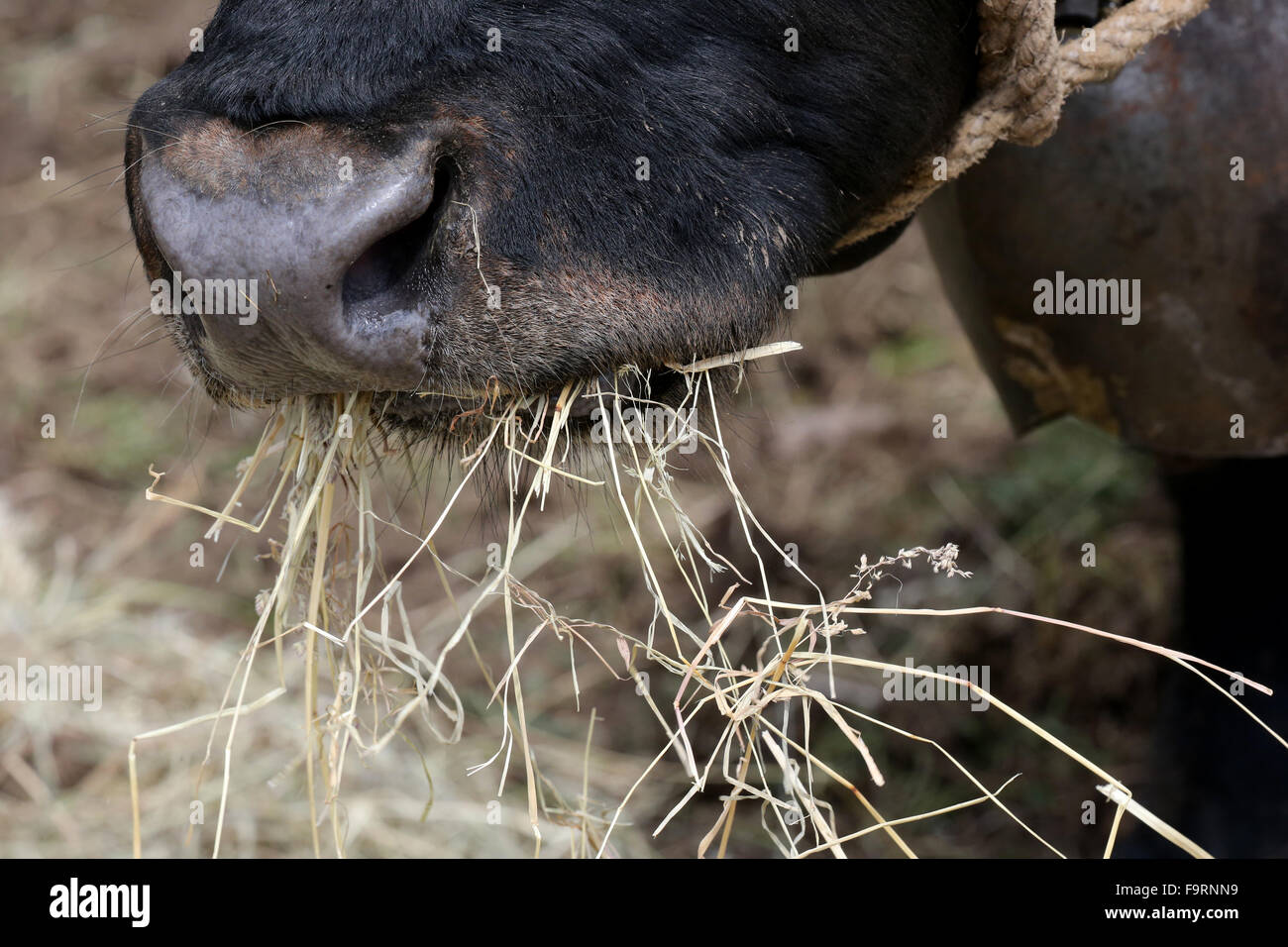 Landwirtschaftsmesse in den französischen Alpen. Die Eringer (Eringer ...