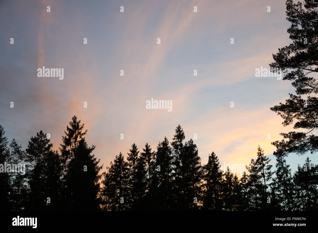 Silhouette der tannen -Fotos und -Bildmaterial in hoher Auflösung – Alamy