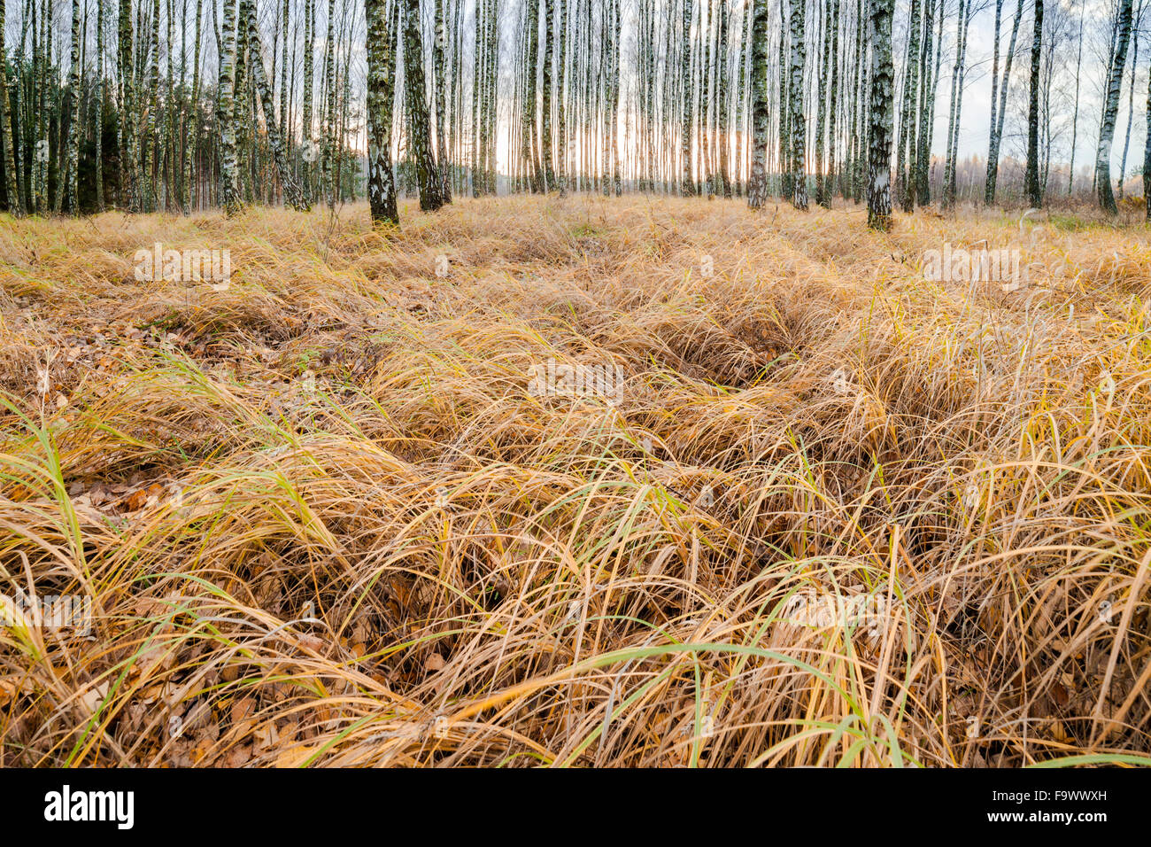 Gras im wald -Fotos und -Bildmaterial in hoher Auflösung – Alamy