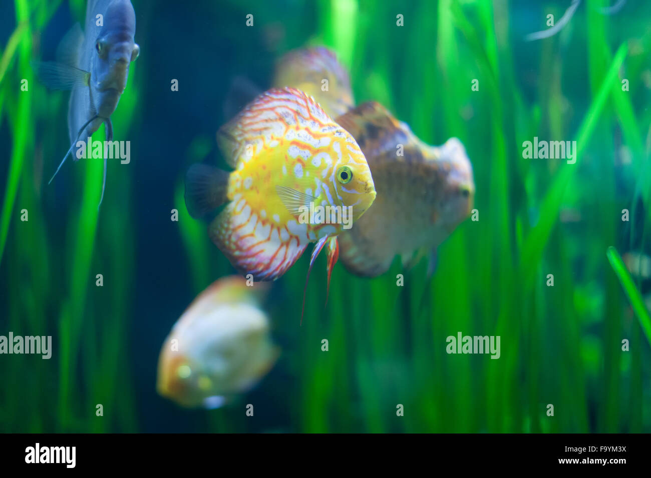 Diskus fisch -Fotos und -Bildmaterial in hoher Auflösung – Alamy