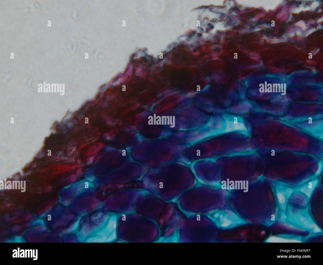 Biologischen Probe Zellen und Bakterien, Pflanzen, mikrobi unter ...