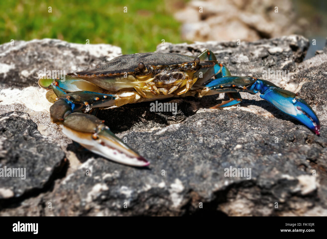 Blaue krabbenschale -Fotos und -Bildmaterial in hoher Auflösung – Alamy