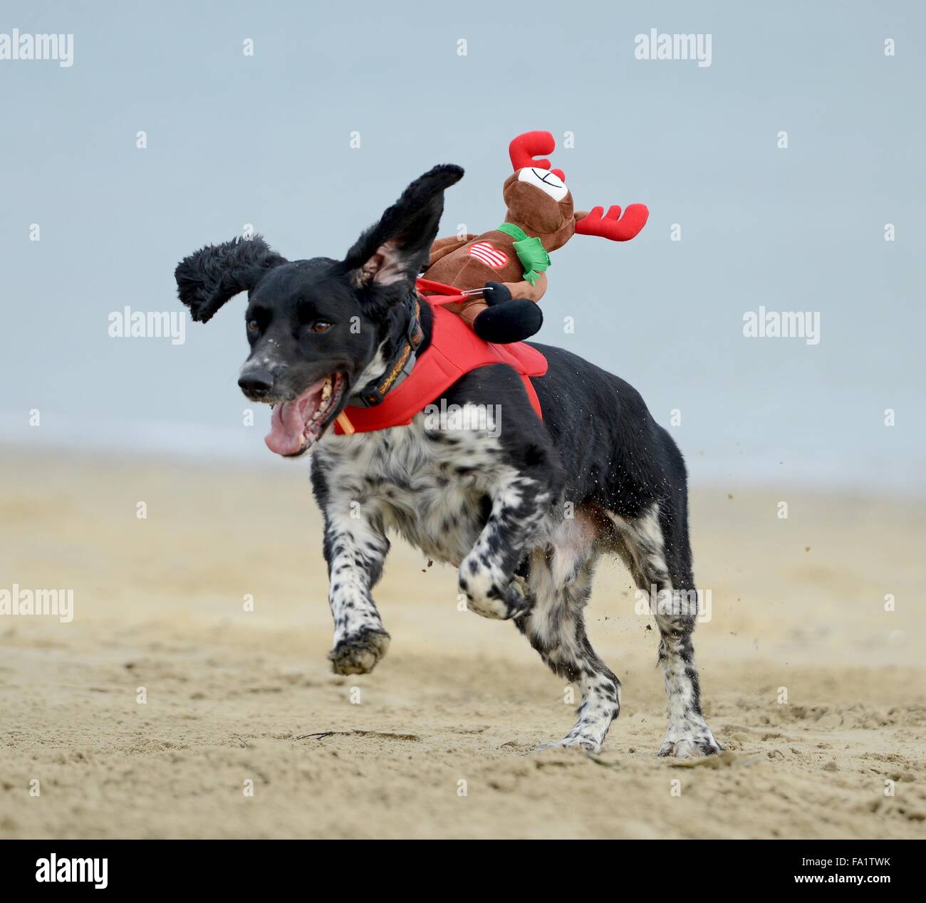 Hund verkleidet für weihnachten -Fotos und -Bildmaterial in hoher ...
