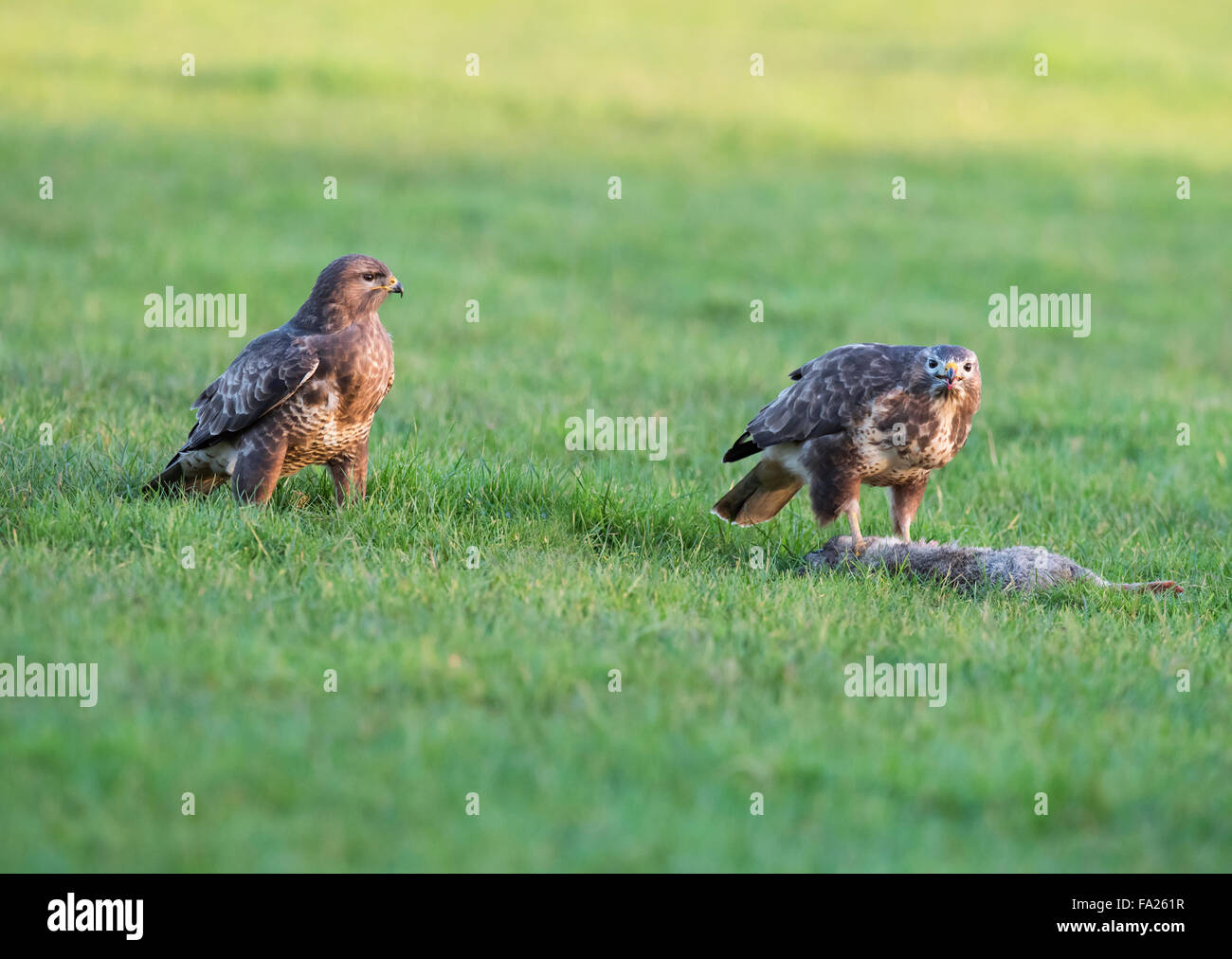 Common Buzzard Buteo Buteo Female Stockfotos und -bilder Kaufen - Alamy