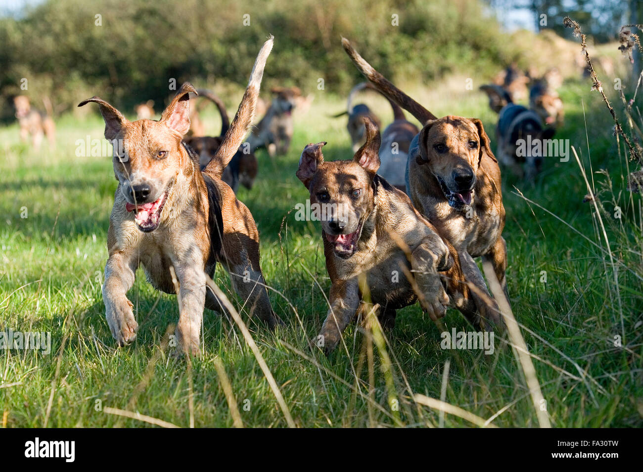 Fuchs jagd -Fotos und -Bildmaterial in hoher Auflösung - Seite 2 - Alamy