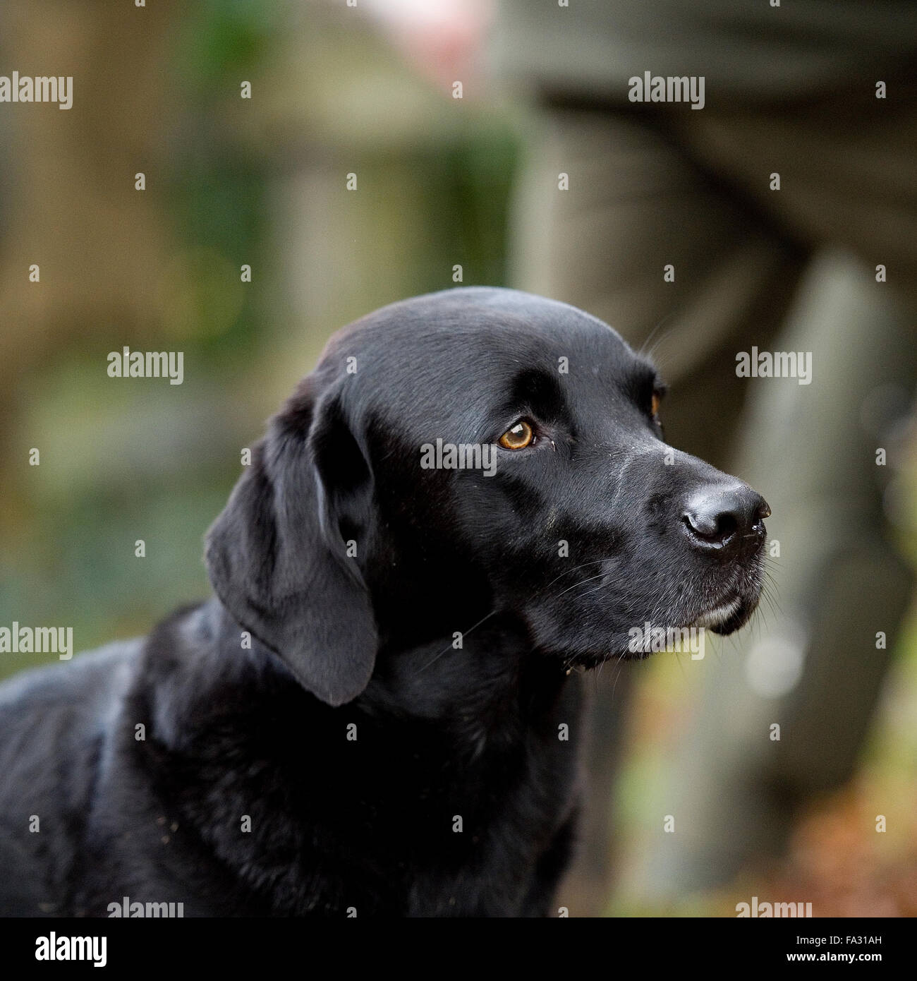 Schwarzer labrador hautnah -Fotos und -Bildmaterial in hoher Auflösung ...