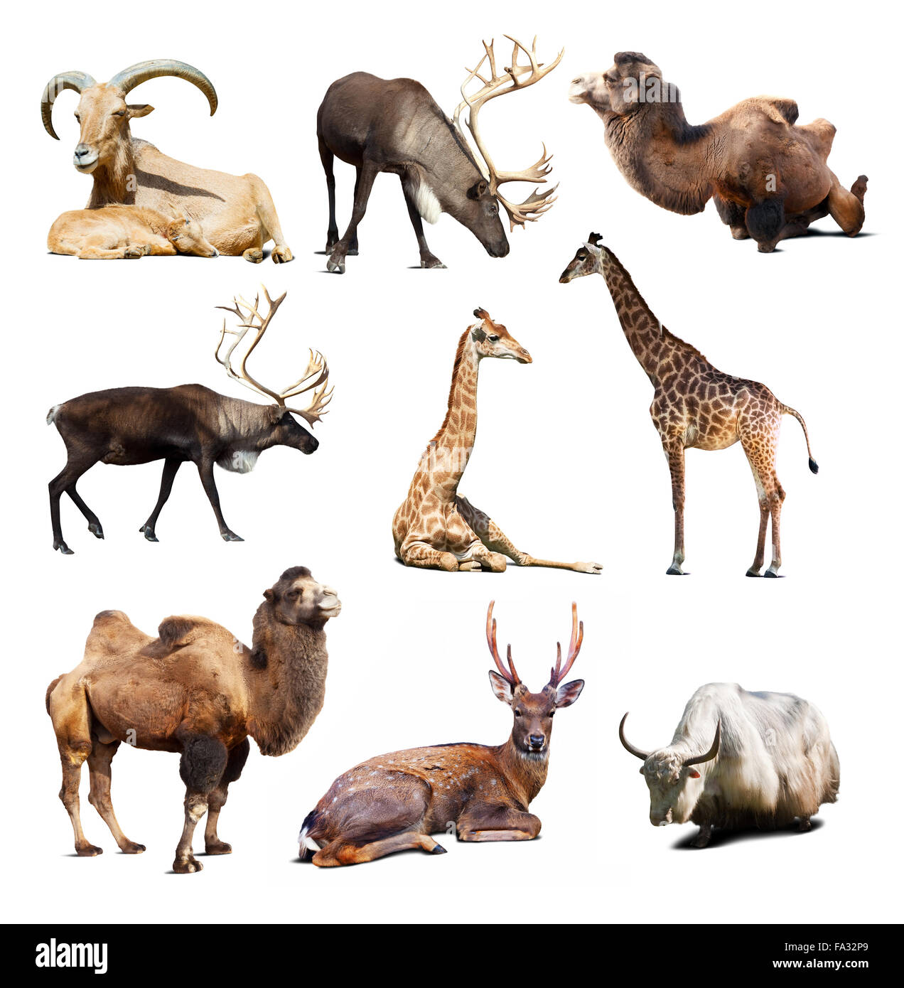 Animal Mammals Collage Stockfotos & Animal Mammals Collage Bilder - Alamy