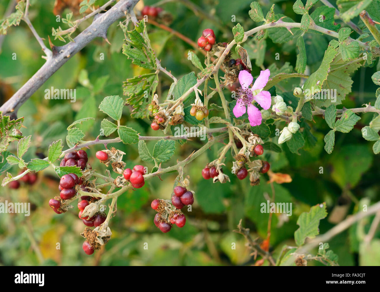 Rosa rubus pflanze -Fotos und -Bildmaterial in hoher Auflösung – Alamy