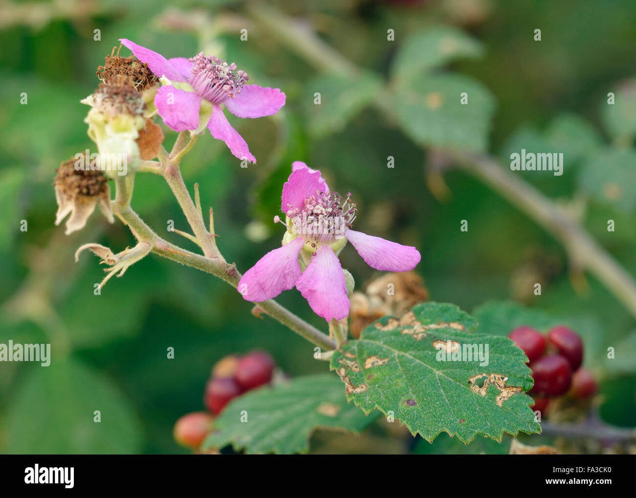 Rosa rubus pflanze -Fotos und -Bildmaterial in hoher Auflösung – Alamy
