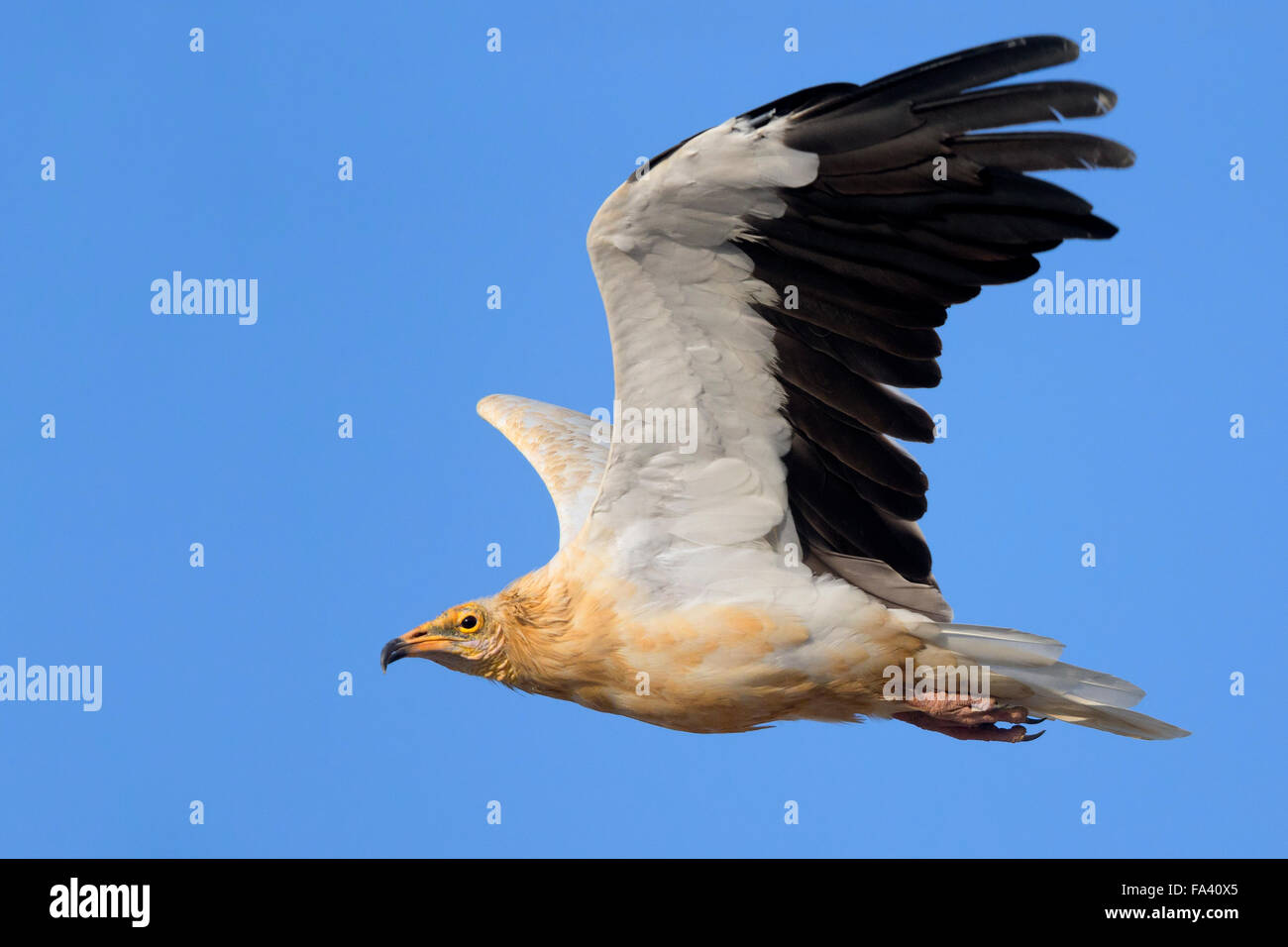 Neophron percnopterus -Fotos und -Bildmaterial in hoher Auflösung – Alamy