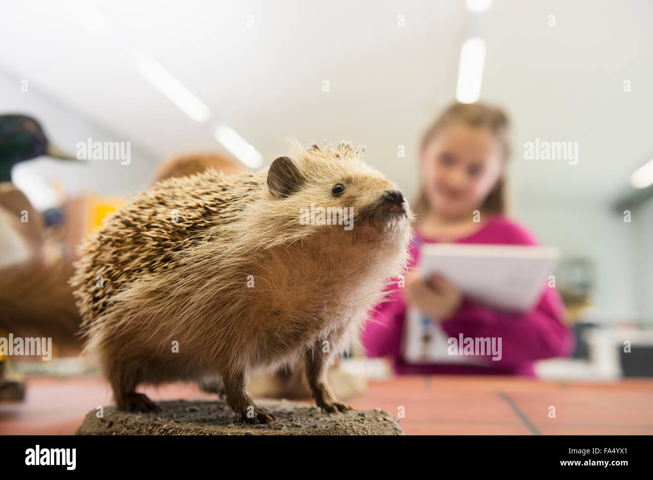 Igel anatomie -Fotos und -Bildmaterial in hoher Auflösung – Alamy