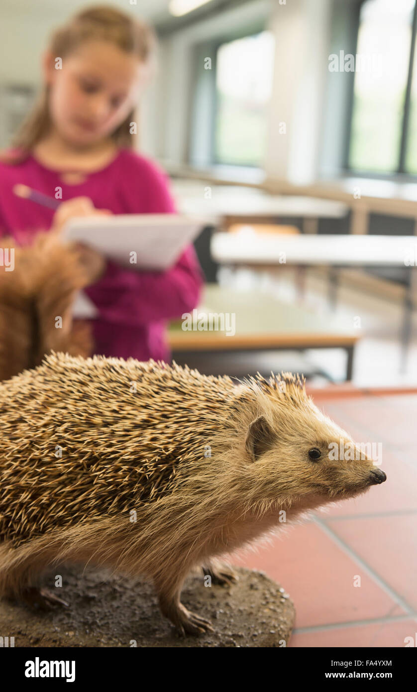 Blonder igel -Fotos und -Bildmaterial in hoher Auflösung – Alamy