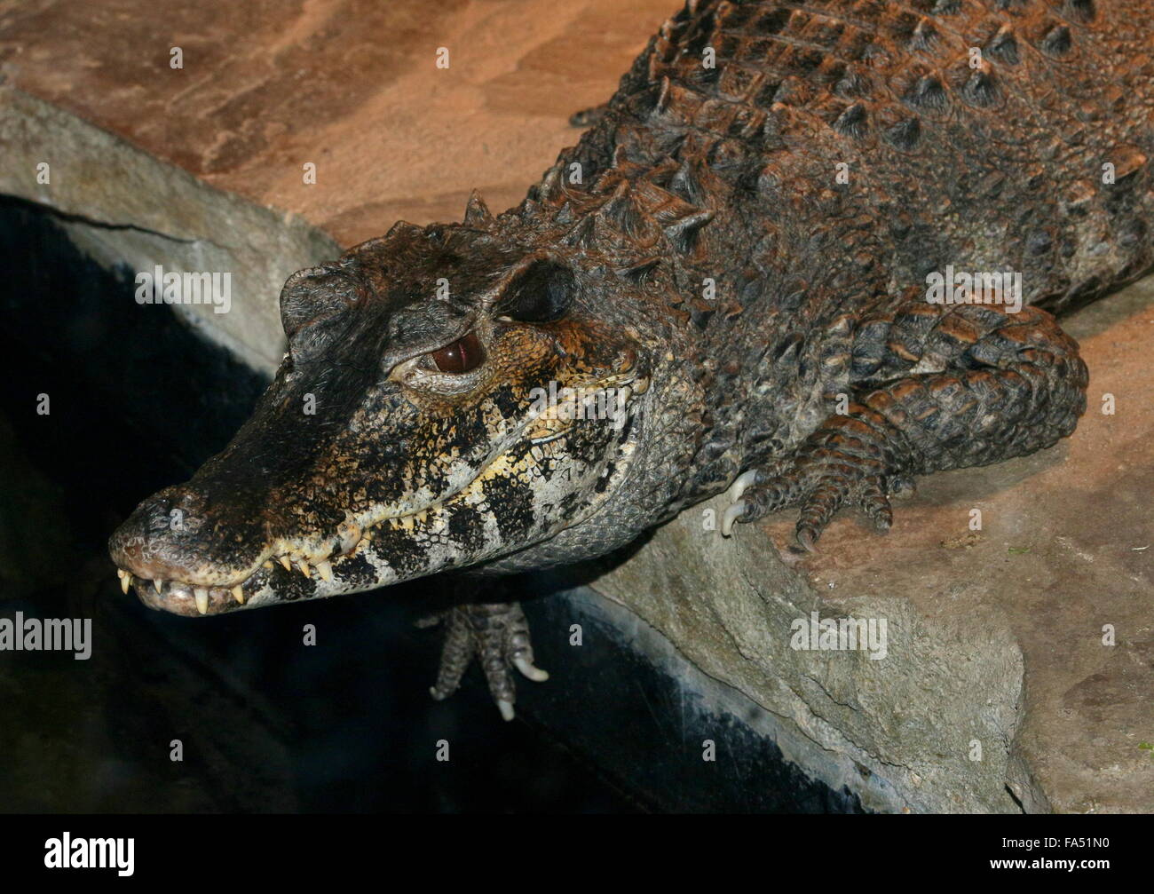 Schwarze kaimane -Fotos und -Bildmaterial in hoher Auflösung – Alamy