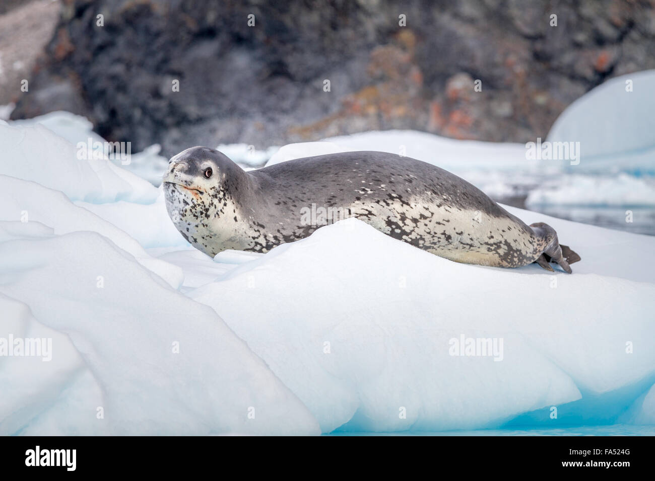 Siegel, Blick In Die Kamera Stockfotos und -bilder Kaufen - Alamy