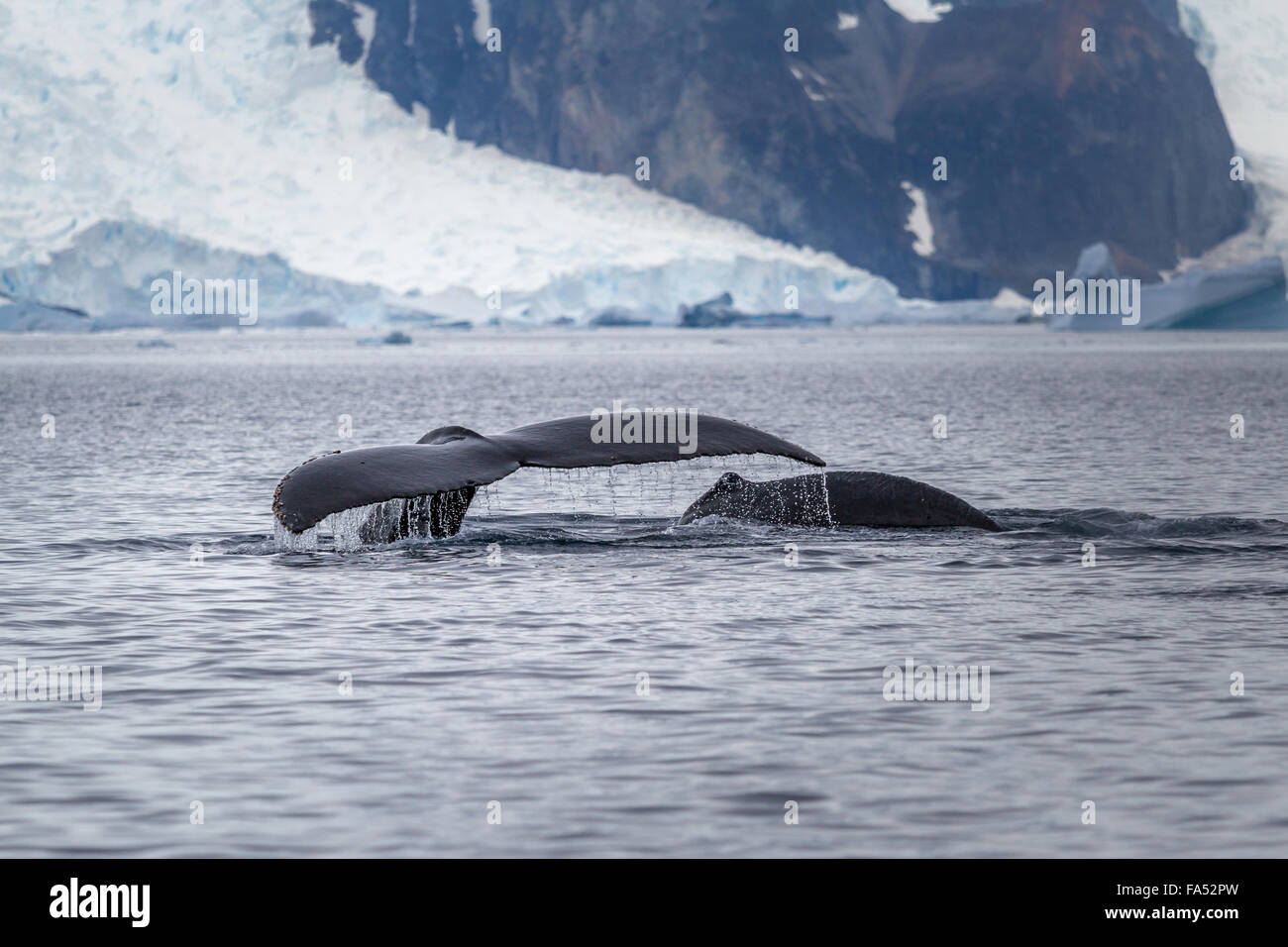 Antarktischer buckelwal im ozean -Fotos und -Bildmaterial in hoher ...