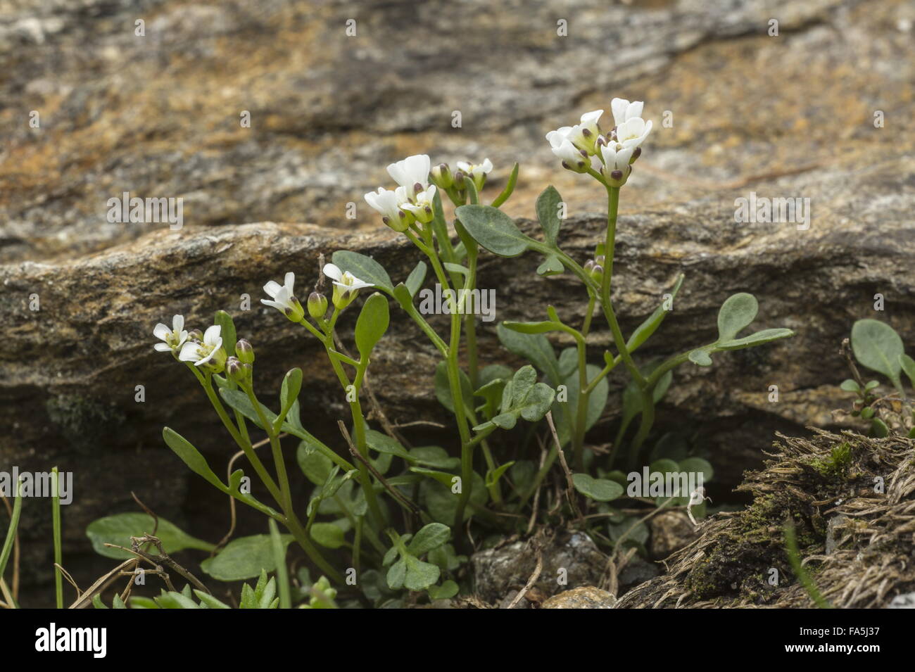 Cardamine resedifolia -Fotos und -Bildmaterial in hoher Auflösung – Alamy