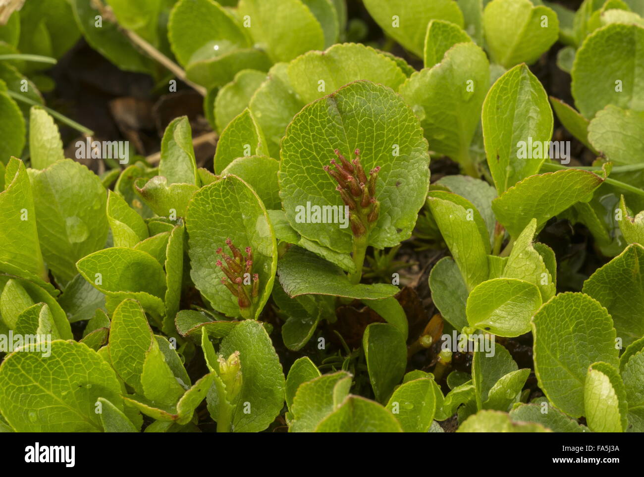 Am wenigsten weiden salix herbacea -Fotos und -Bildmaterial in hoher ...