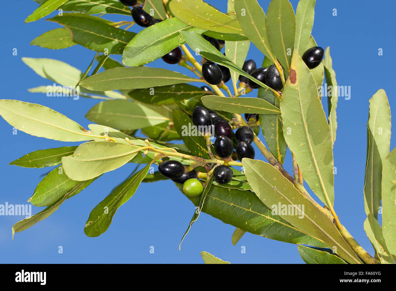 Lorbeerbaum, Sweet Bay, Obst, Lorbeerbaum, Lorbeerblätter, Lorbeer-Baum ...