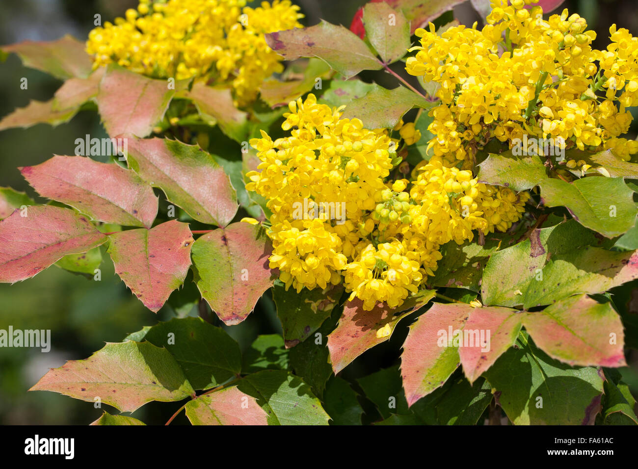 Mahonie, Mahonie, Mahonie, Stechdornblättrige Mahonie, Mahonia ...