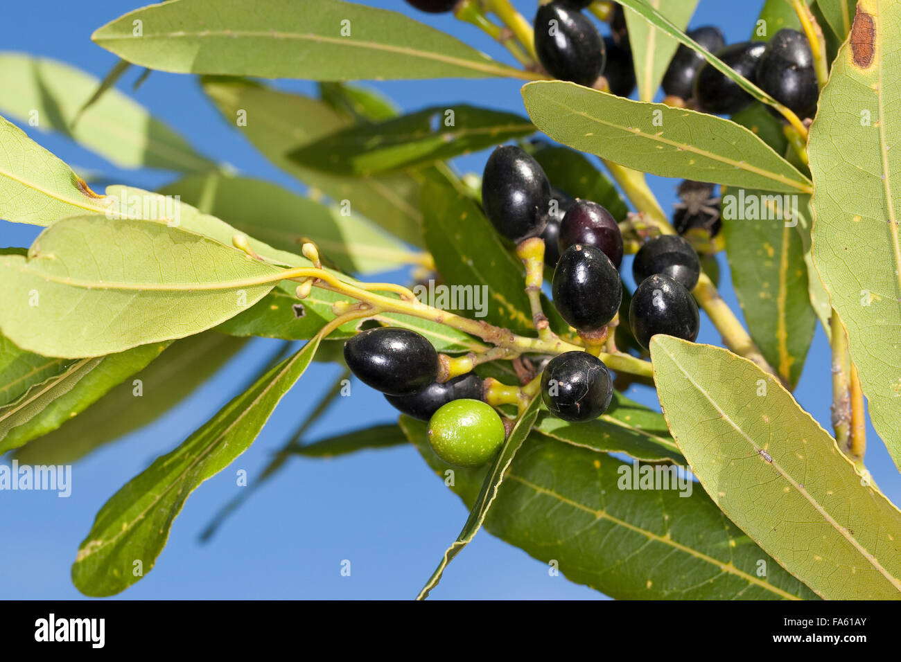 Lorbeerbaum, Sweet Bay, Obst, Lorbeerbaum, Lorbeerblätter, Lorbeer-Baum ...