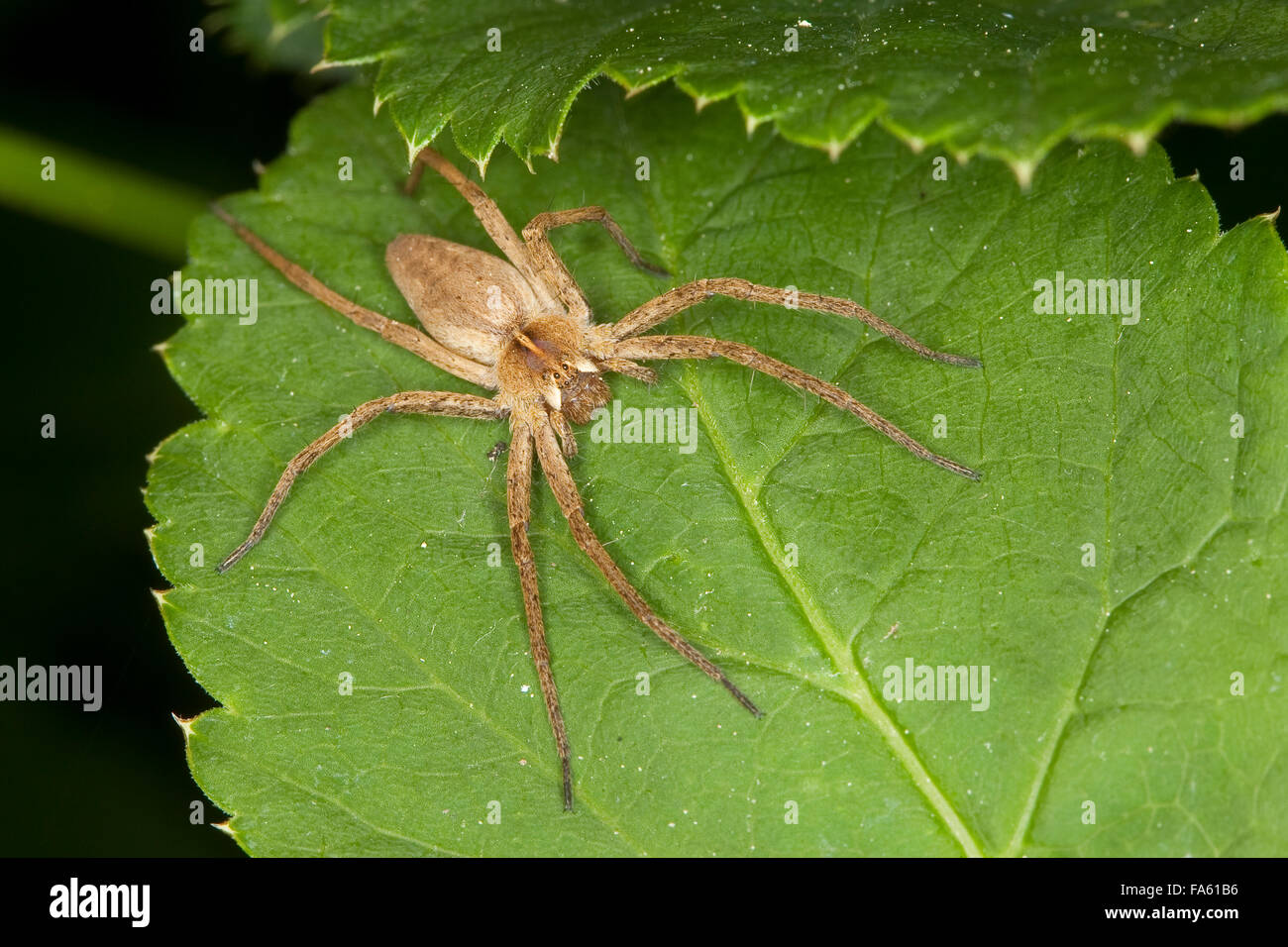 Eine fantastische Fischerei Spider, Nursery Web Spider, Listspinne ...