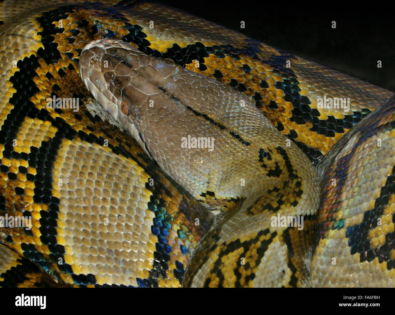 Asiatic retikuliert Python (Python Reticulatus, Broghammerus ...