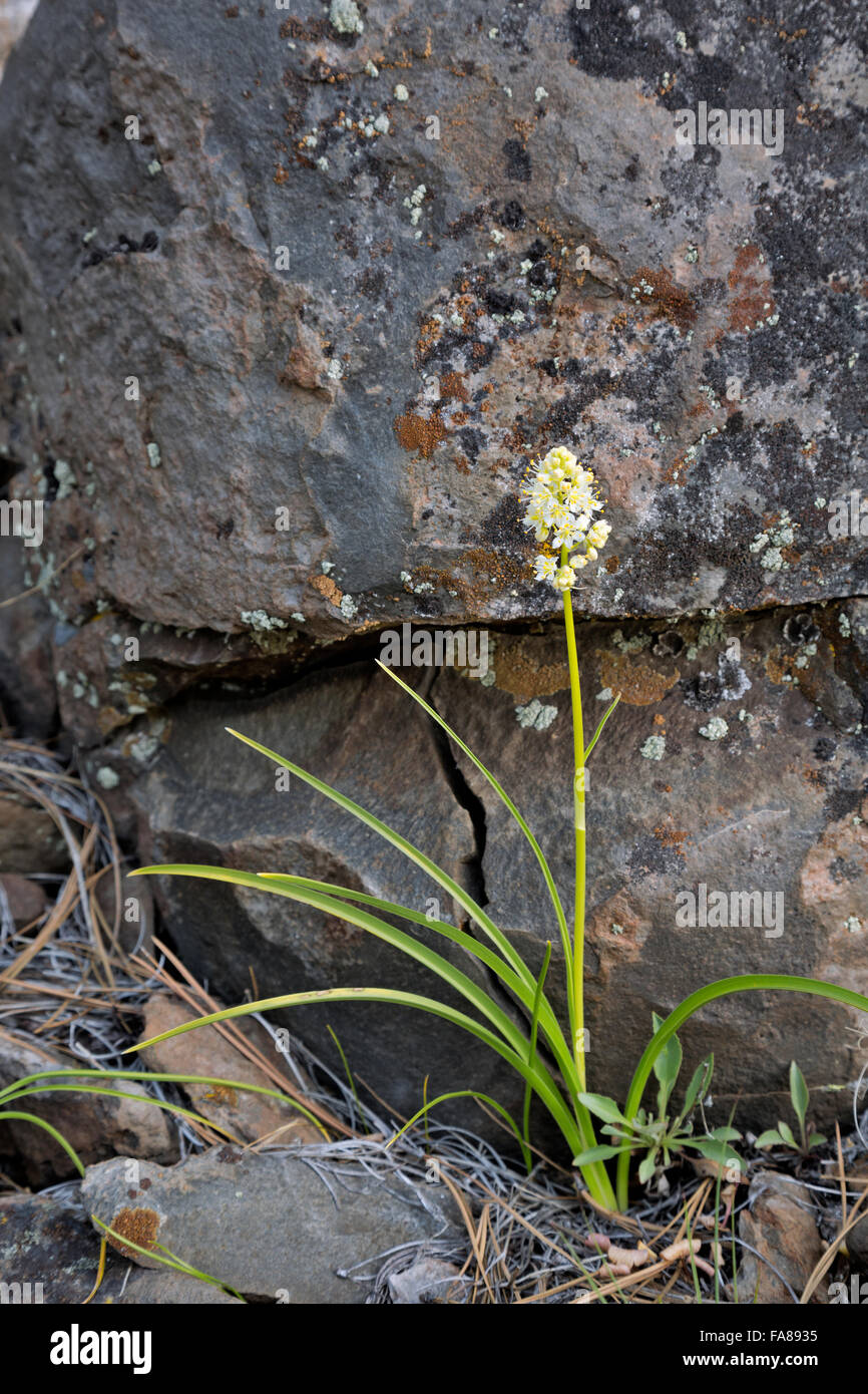 Colockum wildtiergebiet -Fotos und -Bildmaterial in hoher Auflösung – Alamy