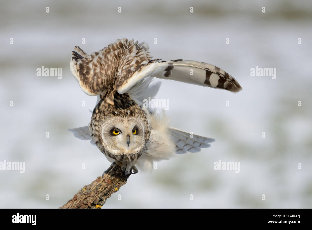 Eulen Von Italien Stockfotos und -bilder Kaufen - Alamy