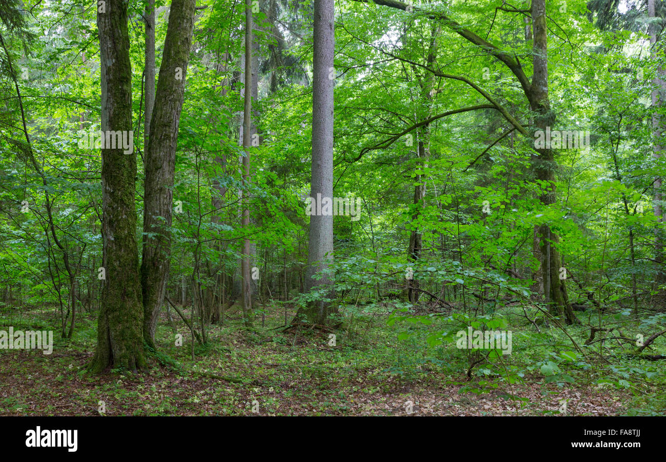 Laub und mischwald -Fotos und -Bildmaterial in hoher Auflösung – Alamy
