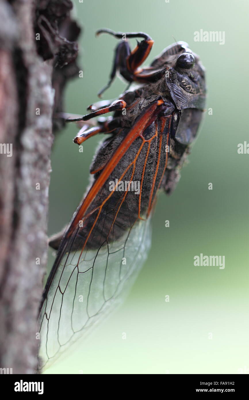 Japanische zikade -Fotos und -Bildmaterial in hoher Auflösung – Alamy