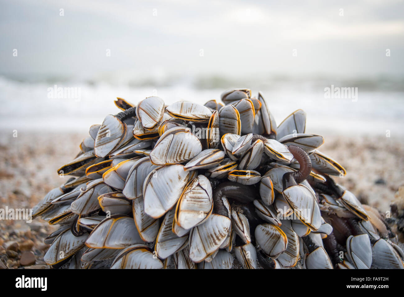 Miesmuscheln strand -Fotos und -Bildmaterial in hoher Auflösung – Alamy
