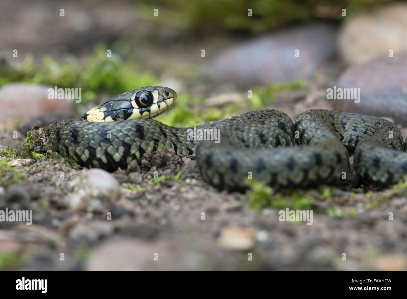 Ringelnatter (Natrix Natrix Stockfotografie - Alamy