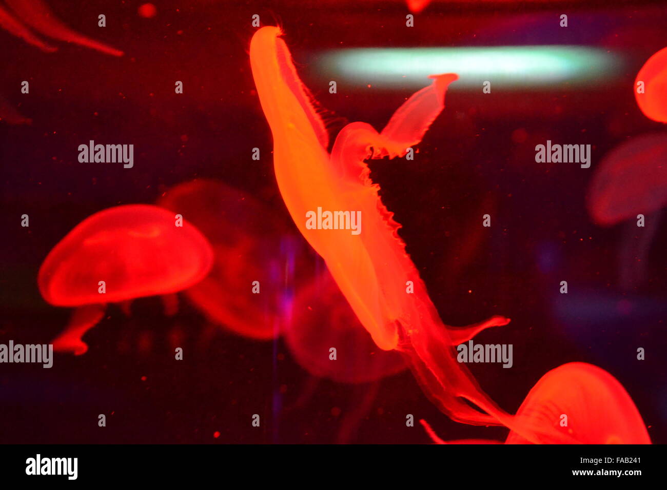 Qualle rot -Fotos und -Bildmaterial in hoher Auflösung – Alamy