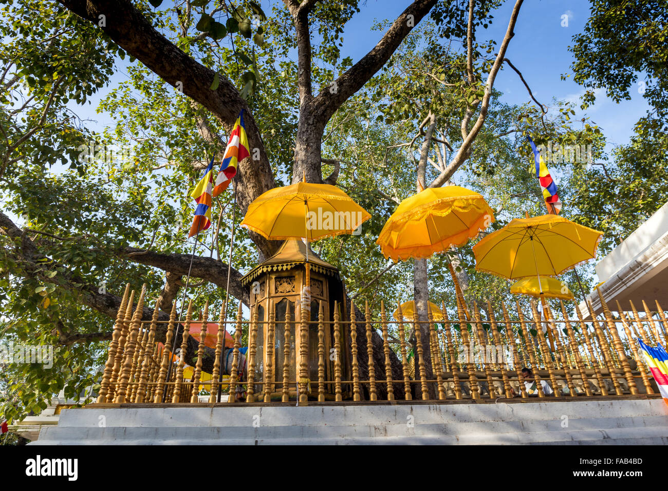Sri Maha Bodhi (Heilige Bodhi-Baum), Anuradhapura, North Central ...