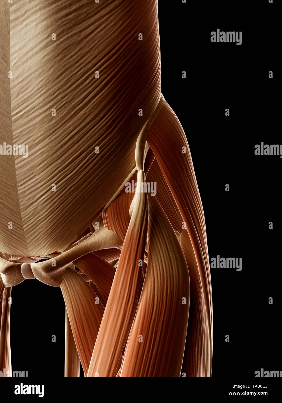 Anatomie mensch muskeln bein hüfte -Fotos und -Bildmaterial in hoher ...