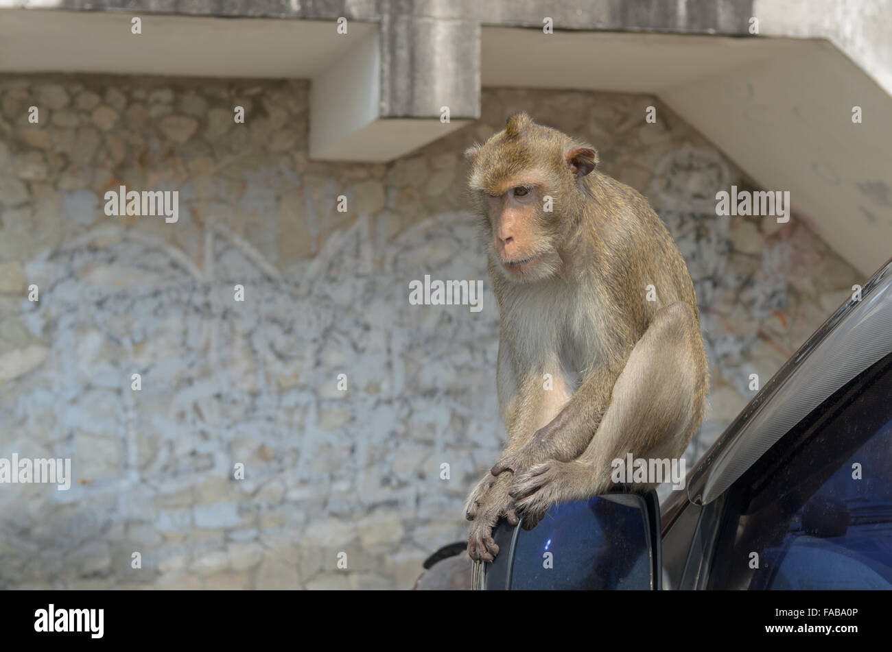 Affen im allgemeinen Besitz von Schwänzen und bestehend aus ca. 260 ...