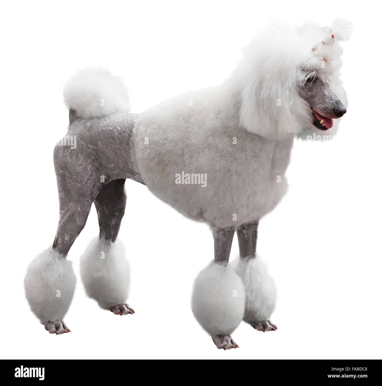 Pudel caniche -Fotos und -Bildmaterial in hoher Auflösung - Seite 2 - Alamy