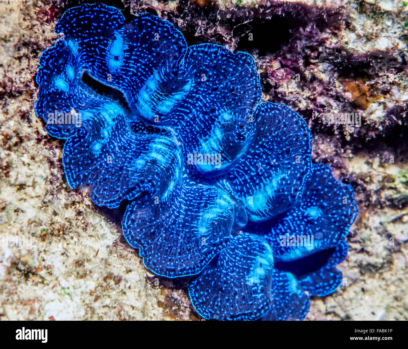 Riesenmuschel, Tridacna Gigas, bekannt als Pā'Ua in Cook Islands Māori ...