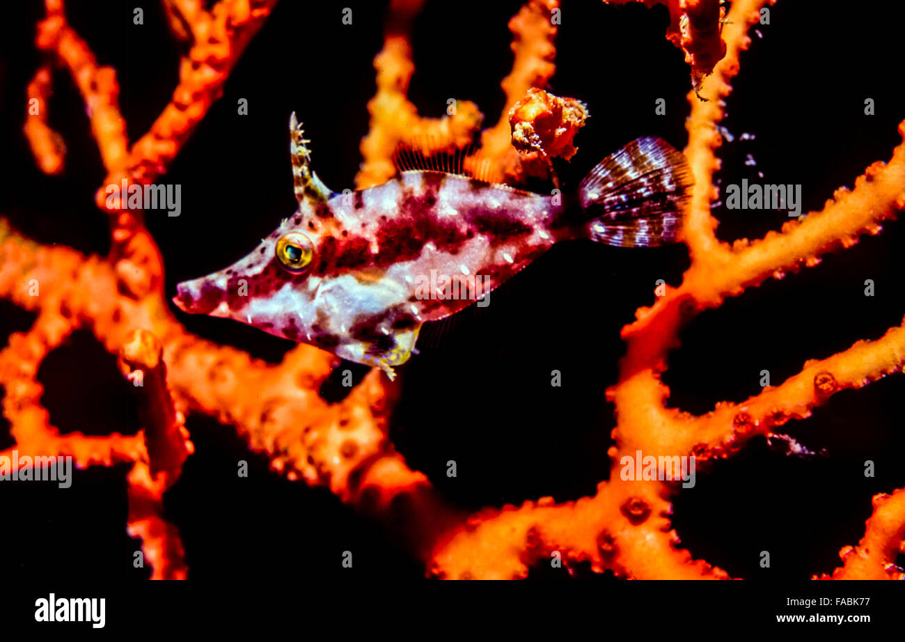 Schlanke Feilenfisch sind einem vielfältigen Familie der tropischen bis ...