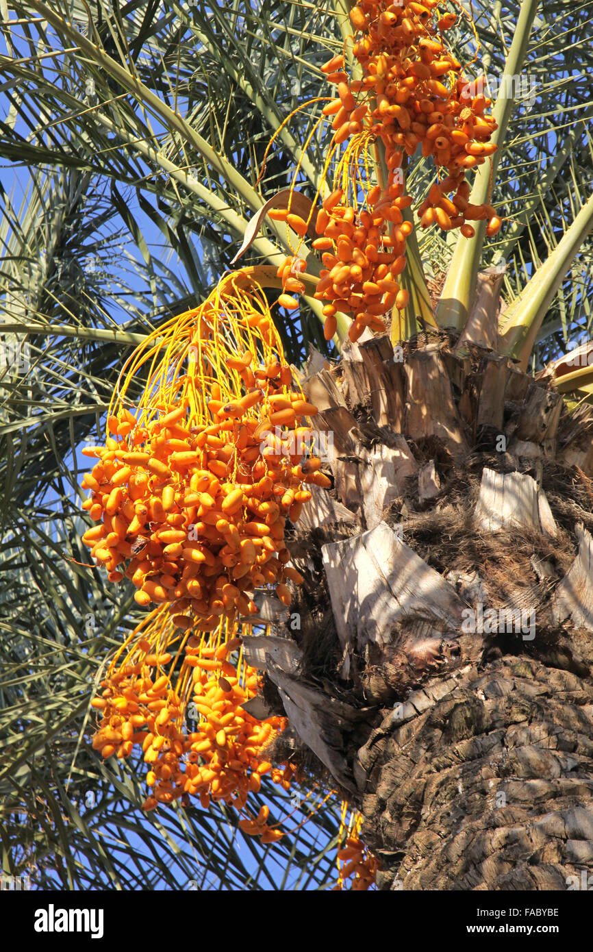 Rote datteln mit baum -Fotos und -Bildmaterial in hoher Auflösung – Alamy