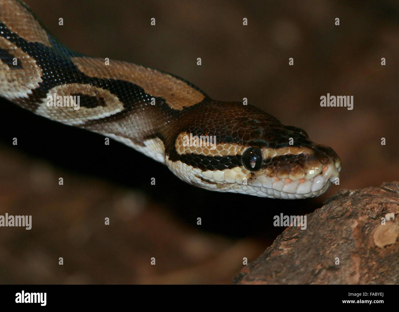 African nicht giftige Royal Python oder Königspython (Python Regius ...