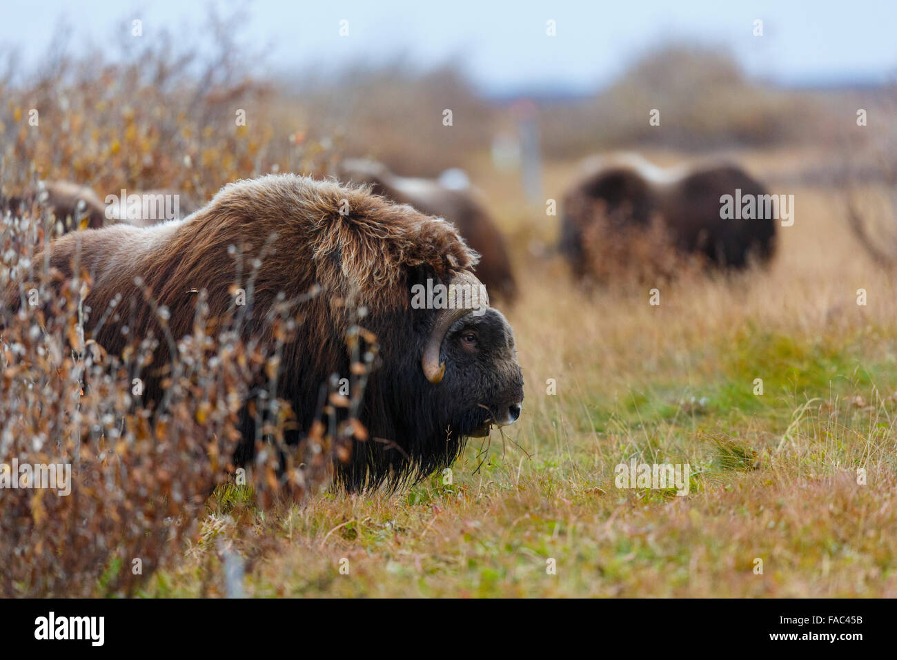 Moschusochsen (Ovibos Moschatus), Arctic National Wildlife Refuge ...