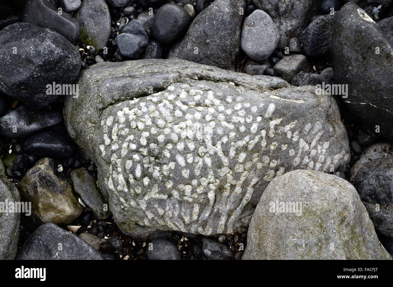 Fossils Limestone Stockfotos und -bilder Kaufen - Alamy