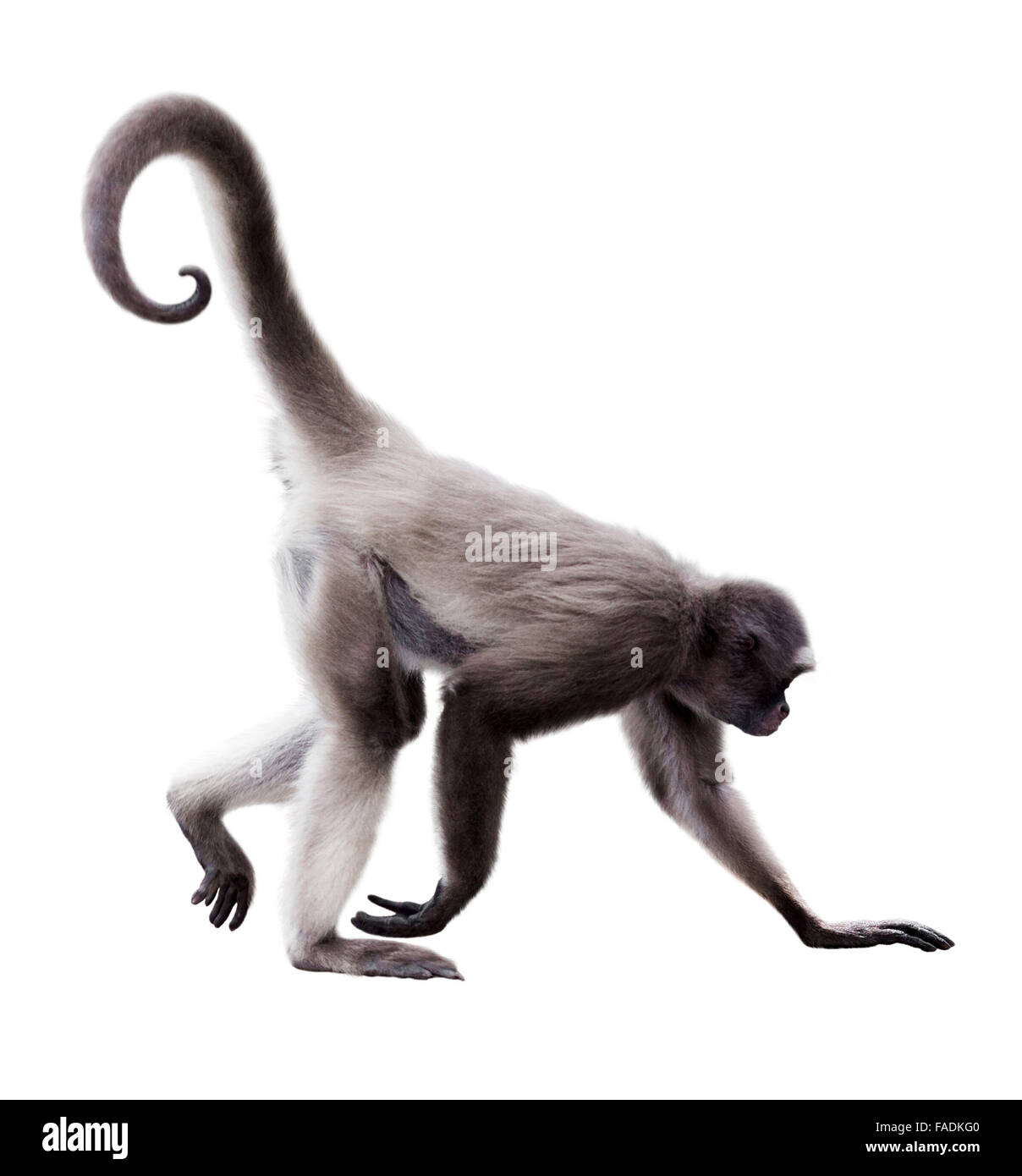 Weissstirn klammeraffe -Fotos und -Bildmaterial in hoher Auflösung – Alamy