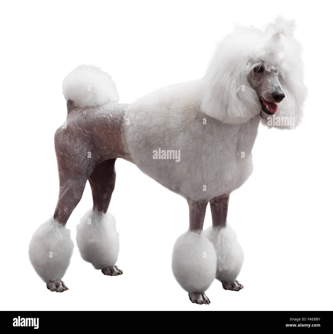 Pudel Isoliert Stockfotos und -bilder Kaufen - Alamy