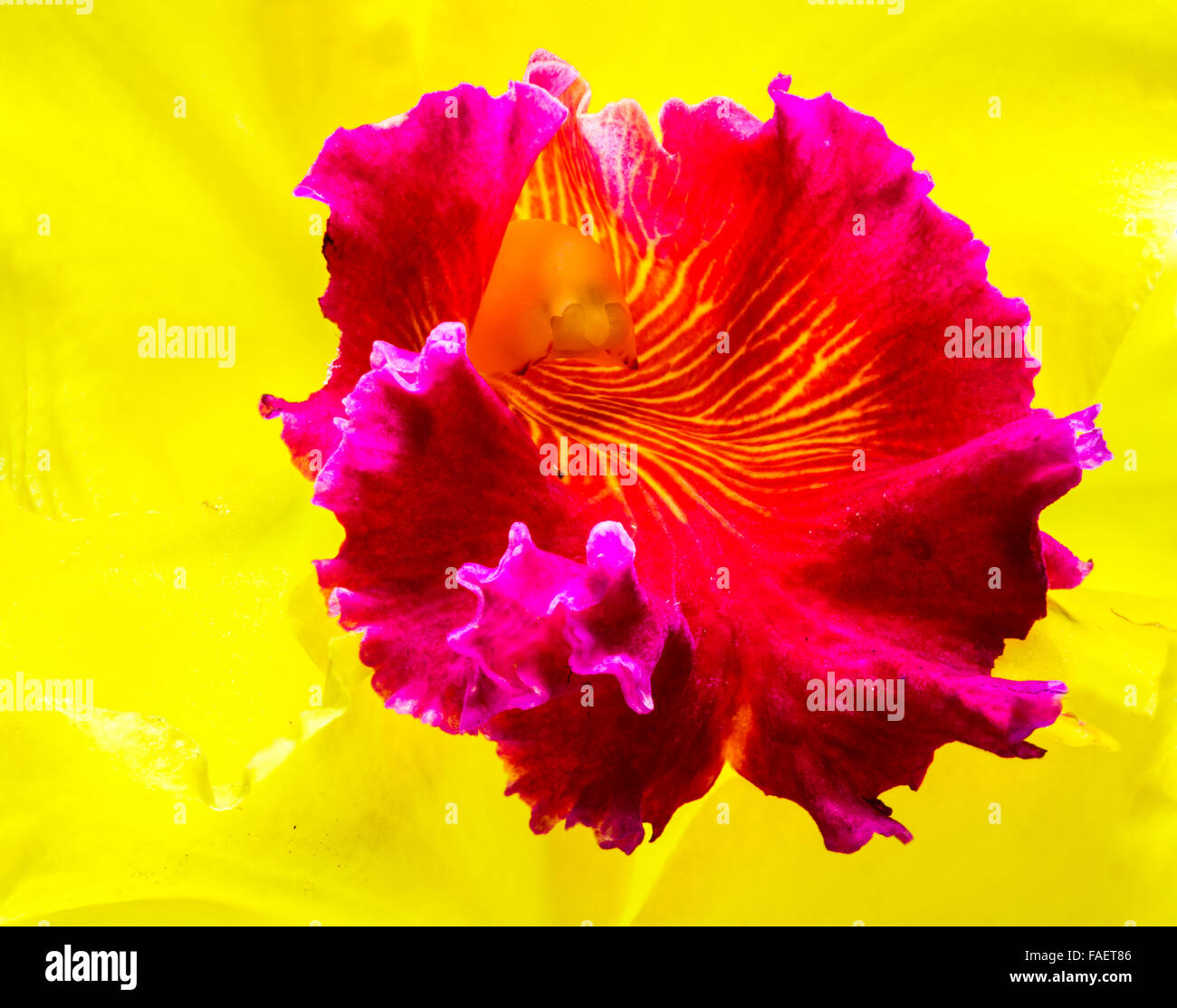 Lebendige cattleya orchidee -Fotos und -Bildmaterial in hoher Auflösung – Alamy