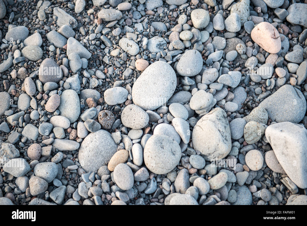 Fossil in kieselsteinen -Fotos und -Bildmaterial in hoher Auflösung – Alamy