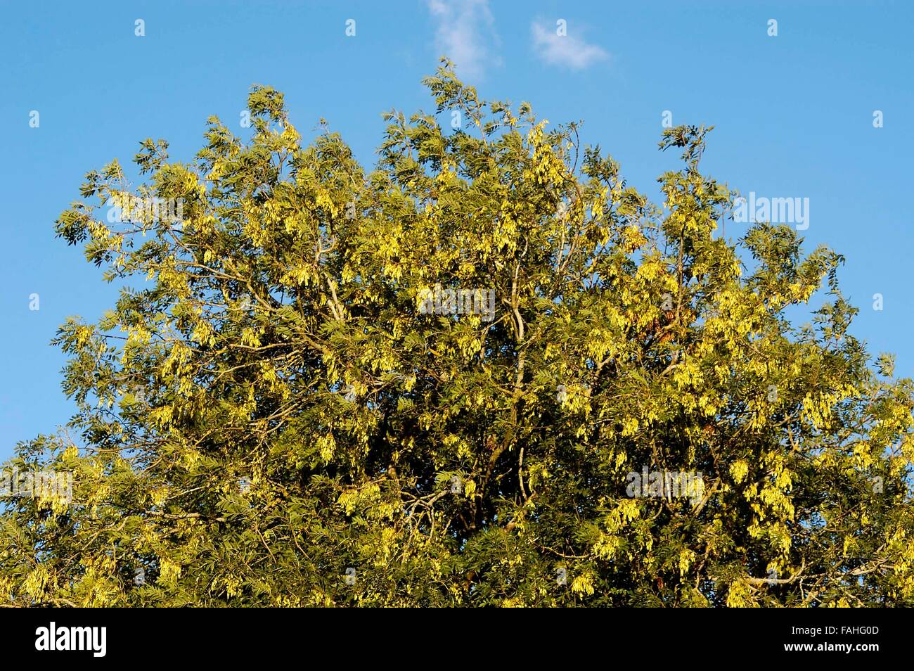 Fraxinus excelsior seed -Fotos und -Bildmaterial in hoher Auflösung ...