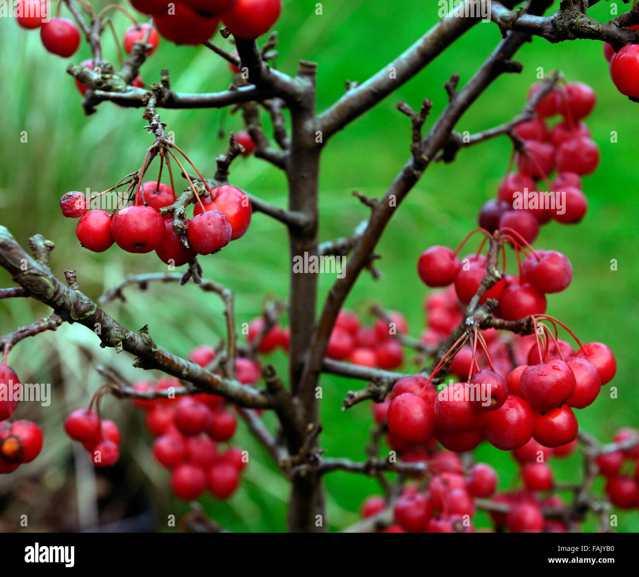 Zwerg Holzapfel Baum Winter Weihnachten rote Beere Beeren Äpfel Krabben ...