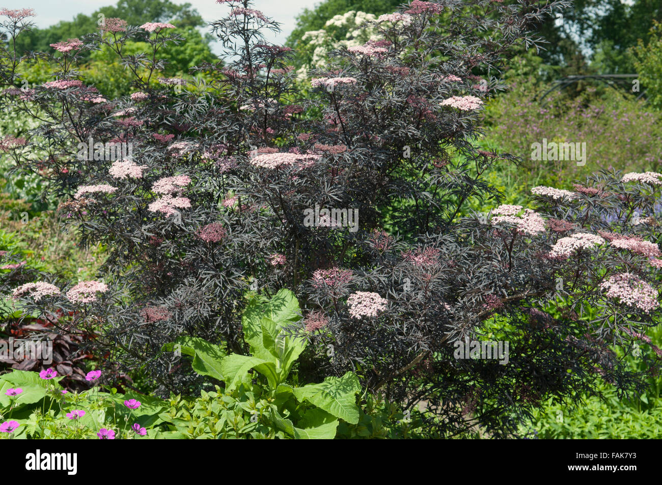 Sambuca flower -Fotos und -Bildmaterial in hoher Auflösung – Alamy